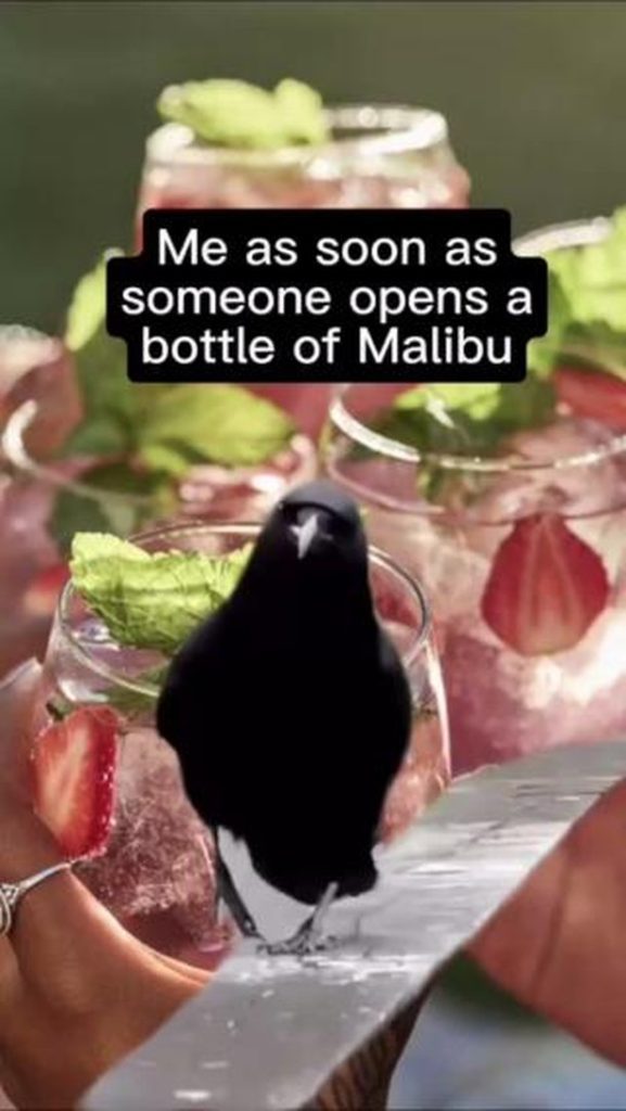 Malibu Official Site - Malibu Drinks and Products | Malibu USA
